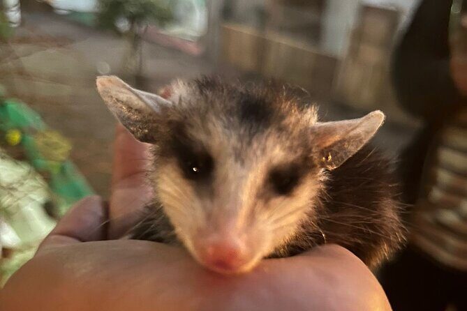 Mexico City Get to know Xochimilco and the axolotl sanctuary - Final Thoughts