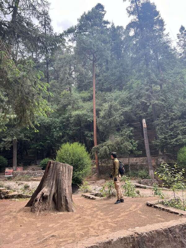 Mexico city: Hiking tour to Desierto de los leones - Overview of the Experience