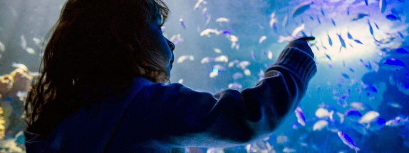Mexico City: Inbursa Aquarium optional Round trip transfer - Final Thoughts: Is It Worth It?