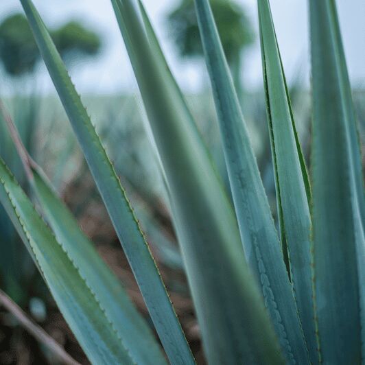 Mexico City: Mezcal Tasting and Market Tour with Lunch - Mexico City: Mezcal Tasting and Market Tour with Lunch — An Authentic Day Out