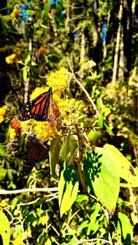Mexico City: Monarch Butterfly Sanctuary Day Tour - An In-Depth Look at the Tour’s Highlights