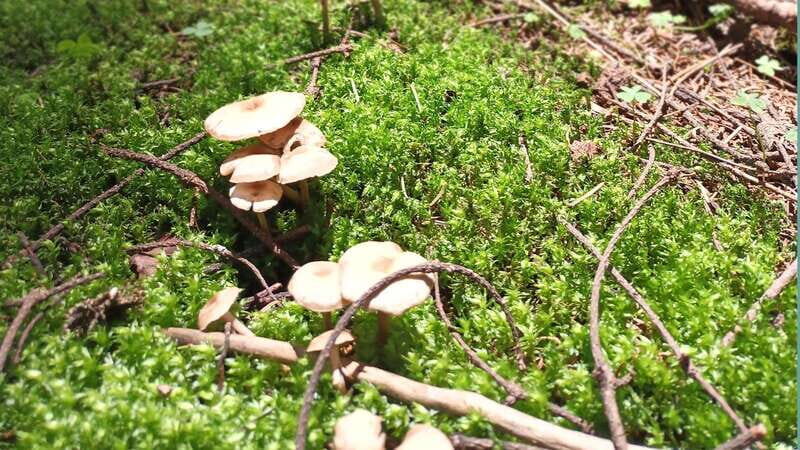 Mexico City: Morning Hiking at Mirador Coconetla - The Sum Up