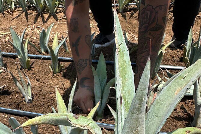 Mezcal Day Experience - Exploring the Full Day of the Mezcal Experience