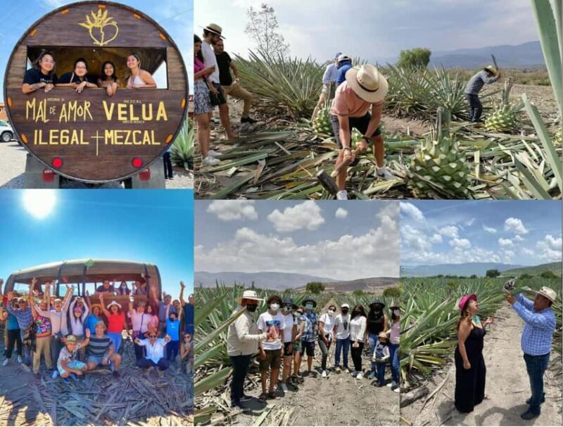 Mezcal Oaxaca: Tour, Gastronomy and Mezcal Tasting - Exploring Oaxaca’s Charm: The Mezcal, Culture, and Flavors Tour in Detail