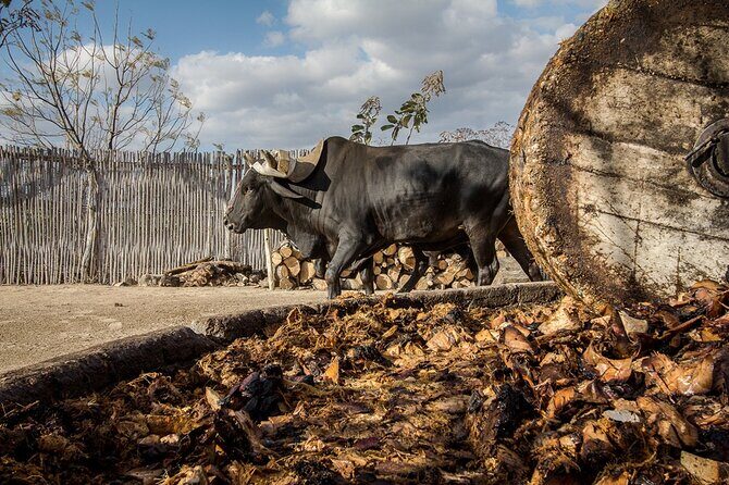 Mezcal Tasting -Masterclass + Blind tasting- - Key Points
