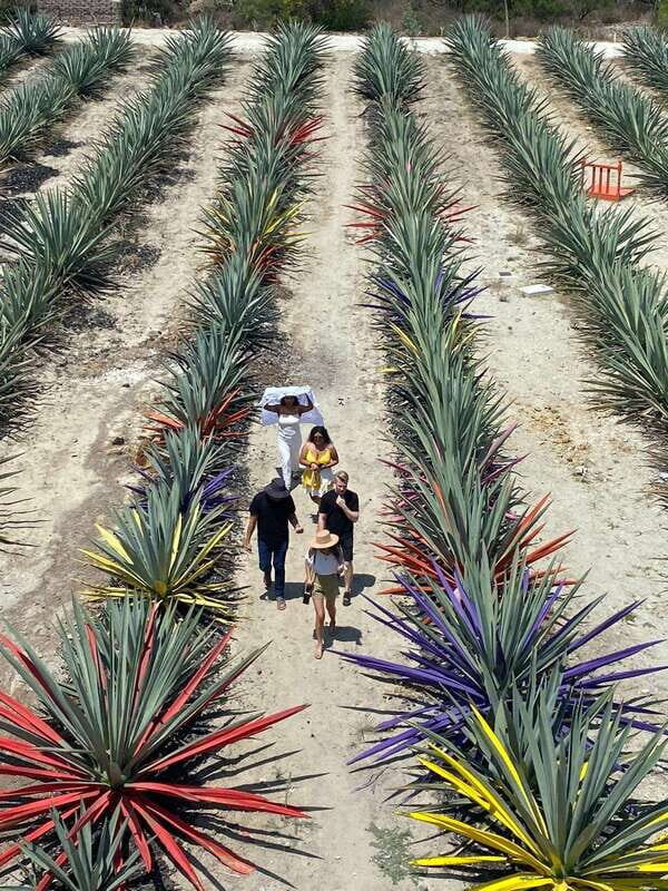 Mezcal Tour Oaxaca - Authentic Experiences from Reviewers