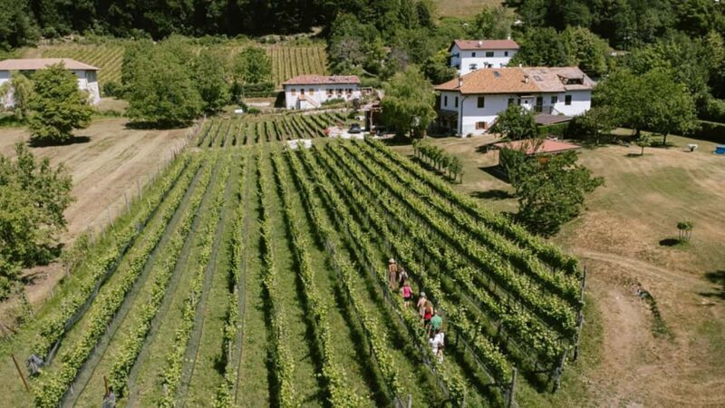 Mezzocorona: vineyard Tour on Mount and tasting of 3 wines - Accessibility & Other Considerations