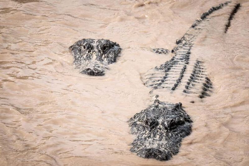 Miami: Alligator Spotting Airboat and Wildlife Reserve - An Adventure into Florida’s Swamplands