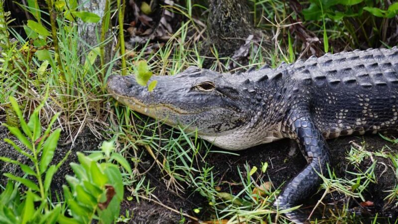 Miami: Alligator Spotting Airboat and Wildlife Reserve - FAQs