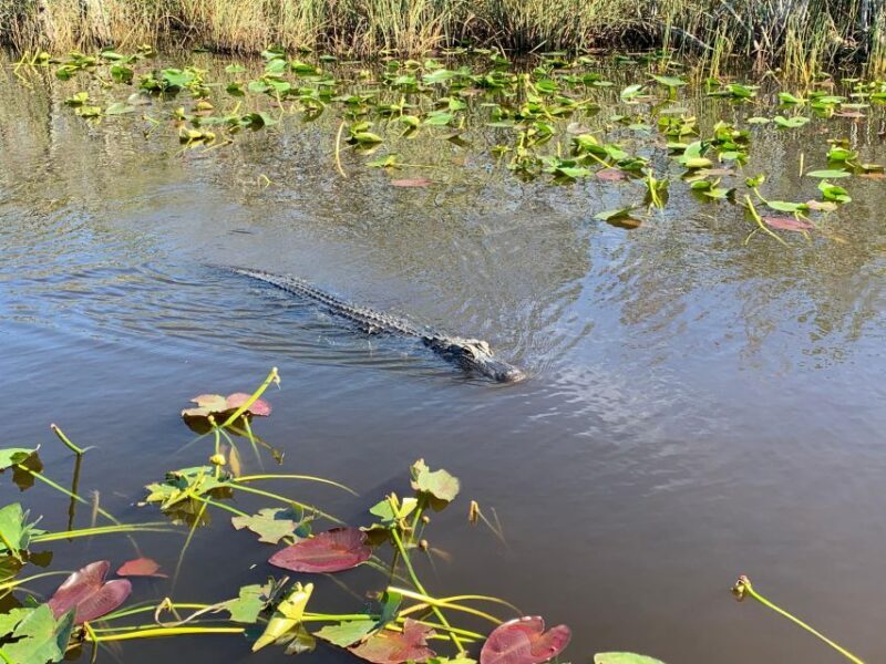 Miami: Alligator Spotting Airboat with Pick-Up/Drop-off - Key Points