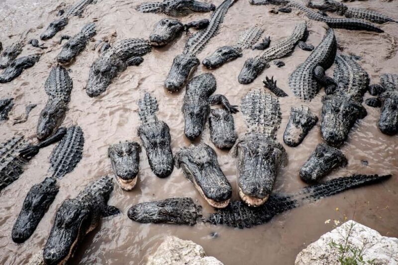 Miami: Alligator Spotting Airboat with Pick-Up/Drop-off - What Reviewers Are Saying
