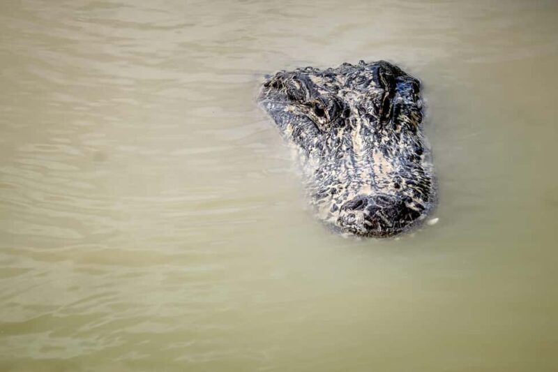 Miami: Everglades Airboat Alligator Tour with Transfer - Authentic Reviews and Insights