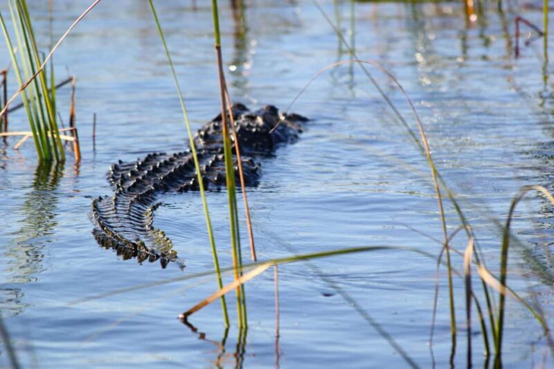 Miami: Everglades Airboat Alligator Tour with Transfer - Who Should Consider This Tour?