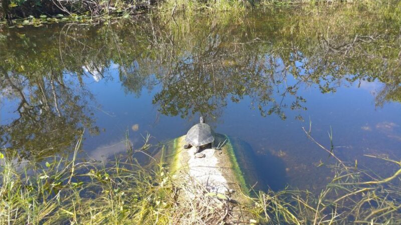 Miami: Everglades Airboat Ride and Tram Tour - Who Would Love This Tour?