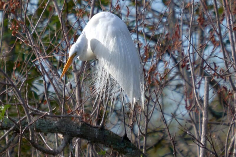 Miami: Everglades Full-Day Tour with 2 Boat Trips and Lunch - Who Should Consider This Tour?