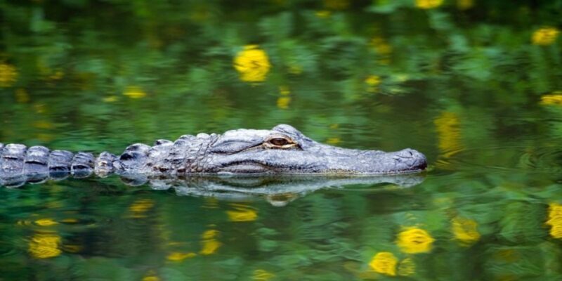 Miami Premium Everglades Driving Tour with Airboat Ride - The Experience: What You Truly Get