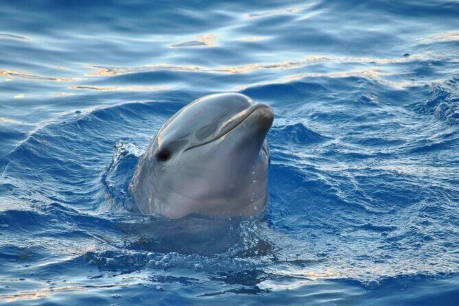 Miami: Private Golden Hour Cruise - FAQ