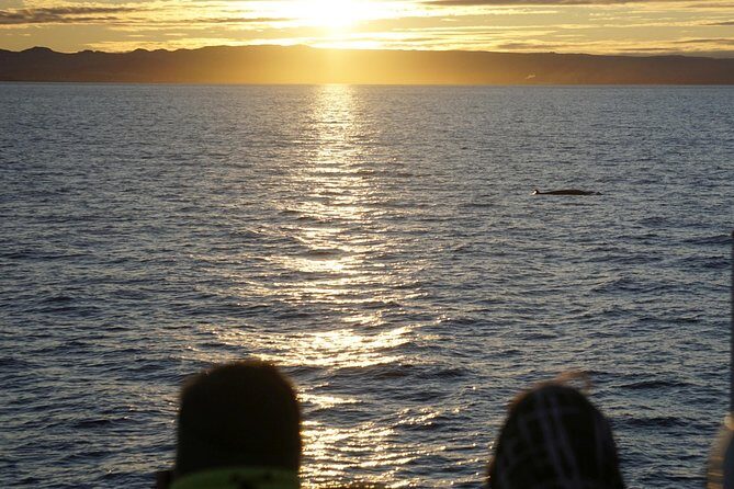 Midnight Sun Whale Watching from Reykjavik - FAQ