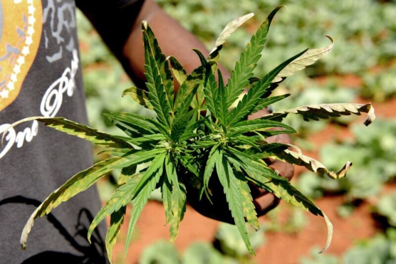 Mike Tyson inspired cannabis tour PRIVATE - Who Should Book This Tour?