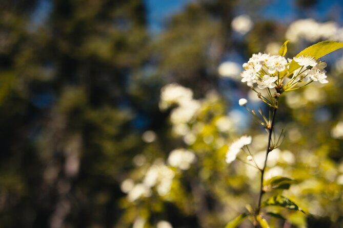 Mi'kmaq Heritage Path Tour - Final Thoughts on Value and Experience