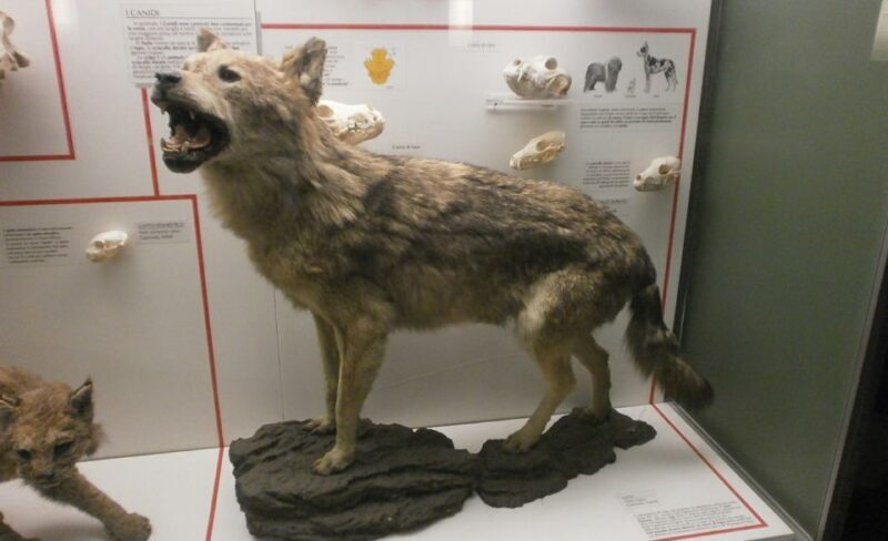 Milan: Natural History Museum Entry Ticket & Audio Guide - Discovering Milan’s Natural History Museum