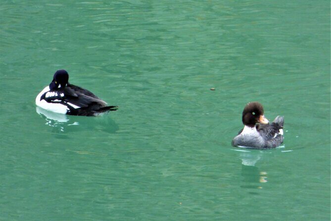 Miles Canyon: a Smartphone Audio Nature Tour - The Sum Up