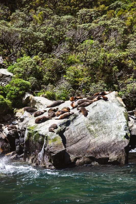 Milford Sound: 2-Hour Small Boat Scenic Cruise - Practical Details and Tips