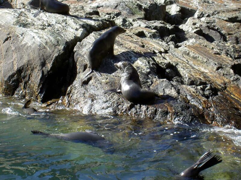 Milford Sound: Boutique Small-Boat Cruise - The Sum Up