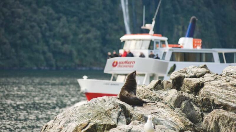 Milford Sound: Discover More on Our Longest Cruise - An In-Depth Look at the Milford Sound Longest Cruise