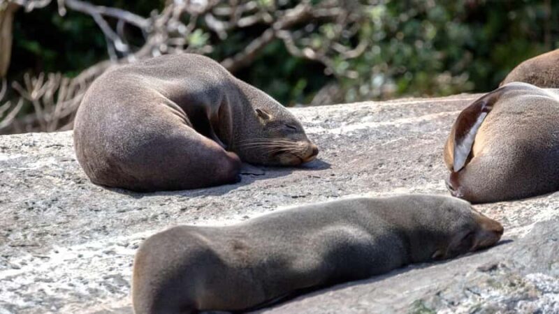 Milford Sound: Discover More on Our Longest Cruise - Final Thoughts