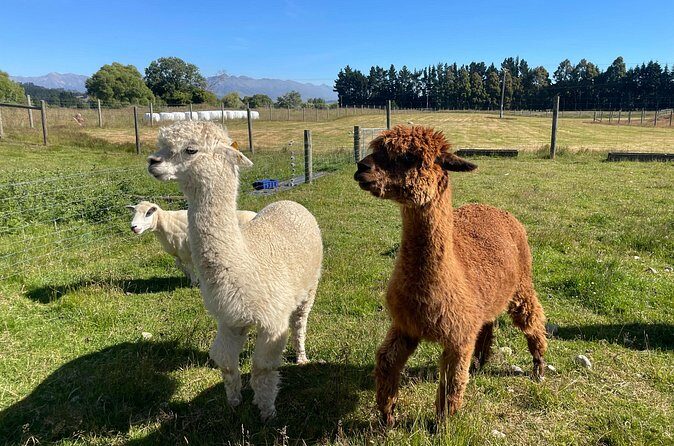 Milford Sound Nature and Te Anau Farm Visit Over 2 Days - Practical Details: What You Need to Know