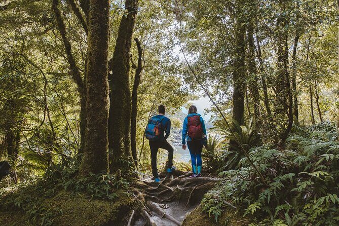 Milford Sound Nature Cruise and Self-Guided Scenic Track Walk - An In-Depth Look at the Milford Sound Experience