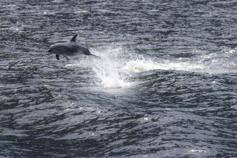 Milford Sound: Premium Small Group Cruise with Canape Lunch - The Journey to Milford Sound