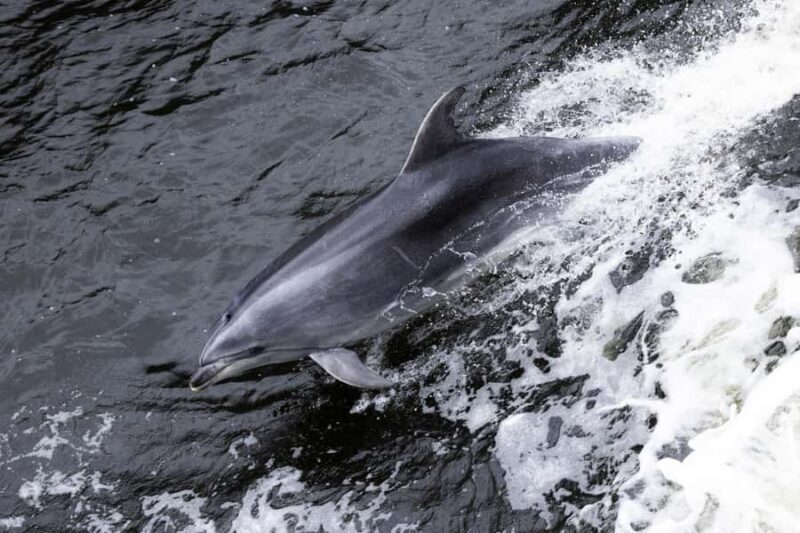 Milford Sound: Wildlife & Nature Cruises - Itinerary overview and what to expect