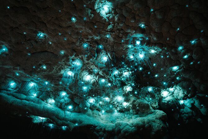 Milkyway Glowworm Cave Tour from Auckland Port - Starting Point: Convenient pick-up in Auckland  
