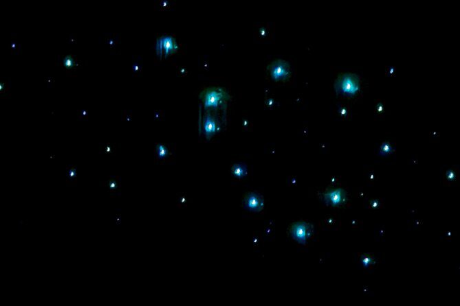 Milkyway Glowworm Cave Tour from Auckland Port - Stop 1: The Milkyway Glowworm Cave – Waipu (Approx. 2 hours)  
