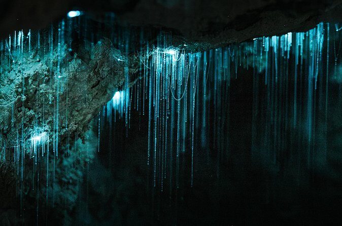 Milkyway Glowworm Cave Tour from Auckland Port - Guided Walks and Commentary  