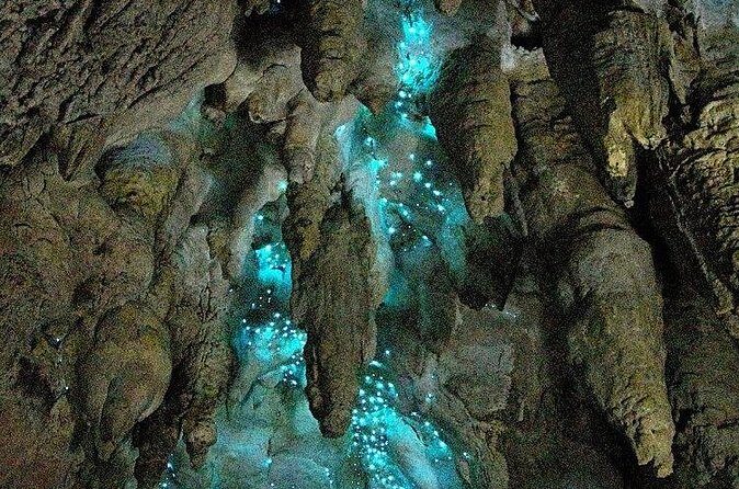 Milkyway Glowworm Cave Tour from Auckland Port - The Value of the Entrance Fees  