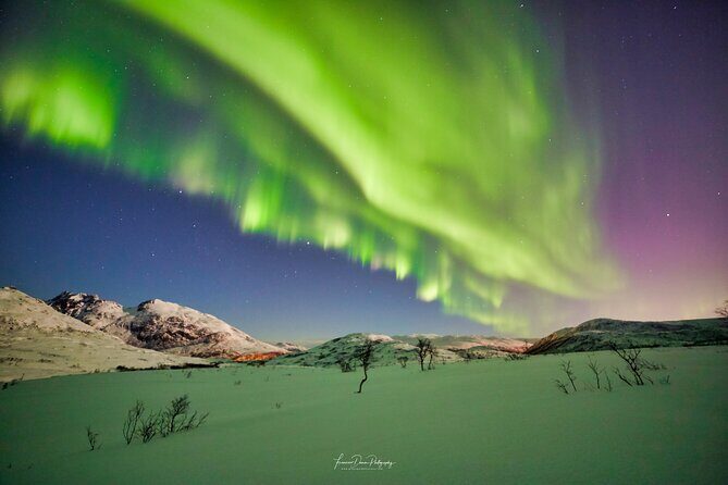 Minivan Northern Lights excursion (8 guests per minivan) - The Sum Up