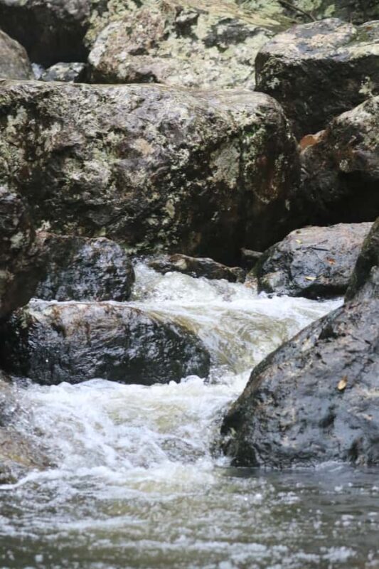 Minyon Waterfall Rainforest Tour - Discovering the untouched beauty of Nightcap National Park