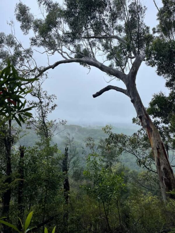 Minyon Waterfall Rainforest Tour - The Value of This Experience