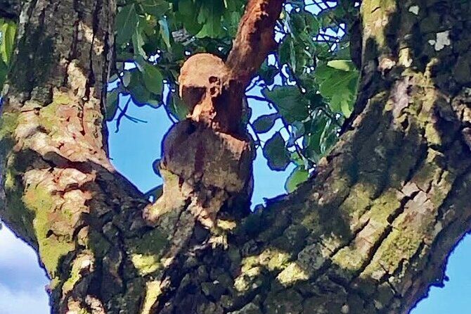 Mirimiri Tours - Pricing & Value