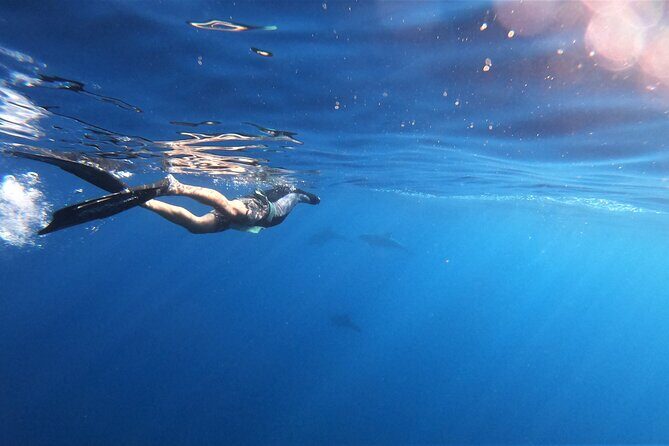 Mobula Ray and Ocean Safari Day Trip - Who Will Love This Experience?