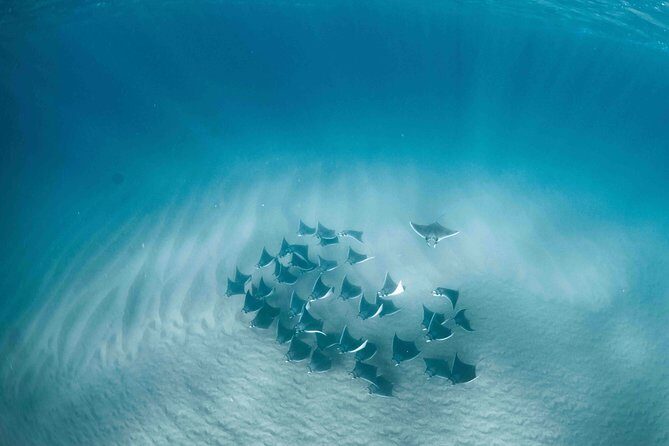Mobula Ray Snorkeling - What Is the Mobula Ray Snorkeling Tour All About?