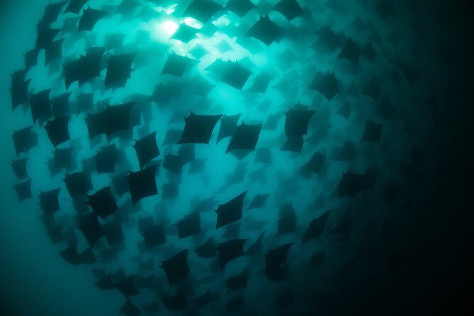 Mobula Ray Snorkeling - Who Will Love This Tour?