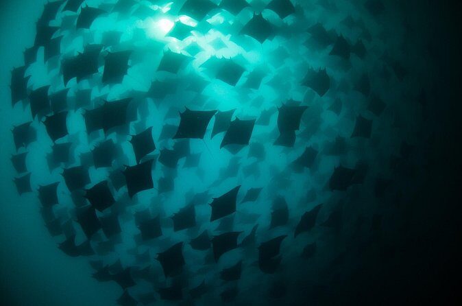 Mobula Ray Snorkeling - Final Thoughts