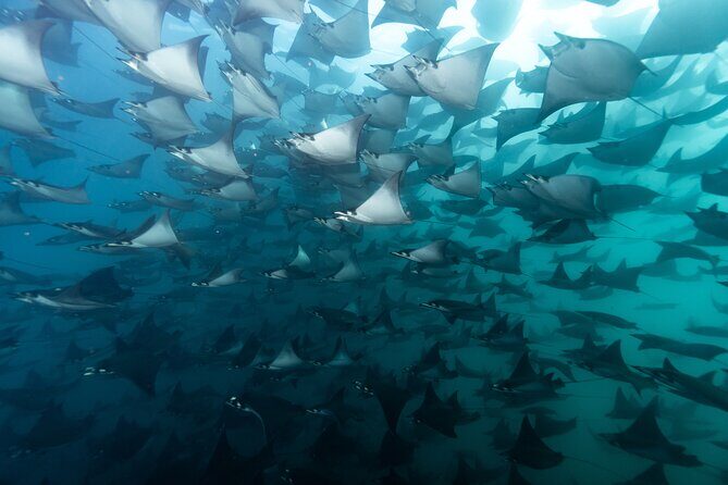 Mobulas and Cetaceans Day Trip - Key Points