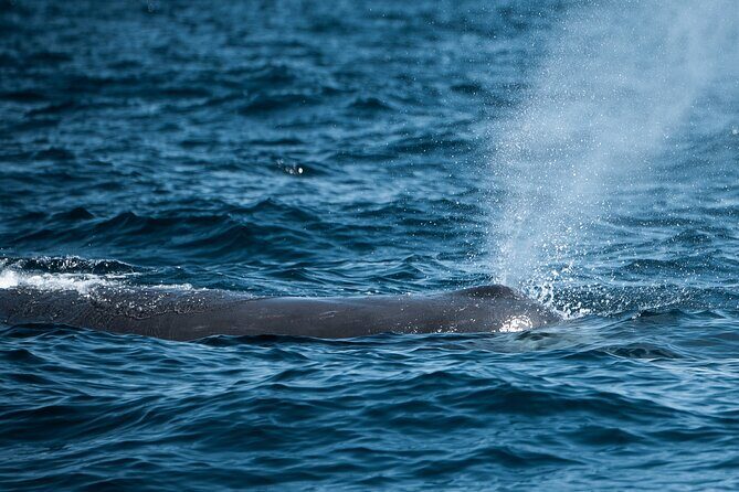 Mobulas and Cetaceans Day Trip - Discovering the Experience: What to Expect