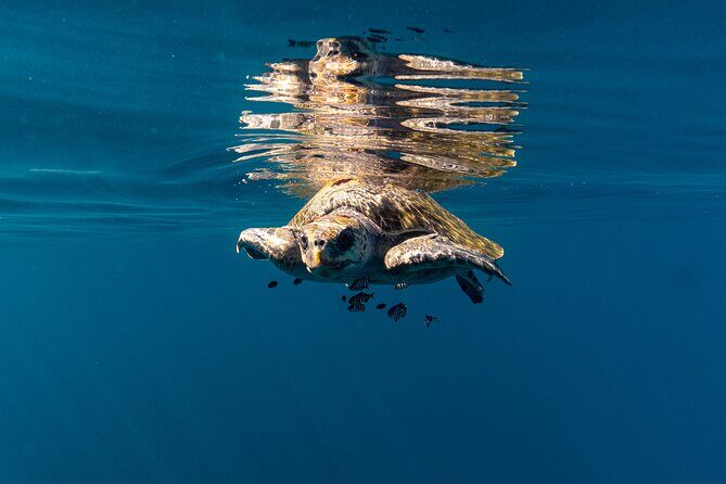 Mobulas and Cetaceans Day Trip - FAQs