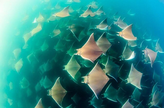 Mobulas Safari and Wildlife in La Ventana with a Marine Biologist - Final Thoughts